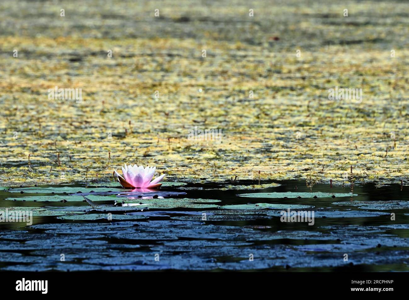 Protected wetlands ecosystem hi-res stock photography and images - Alamy