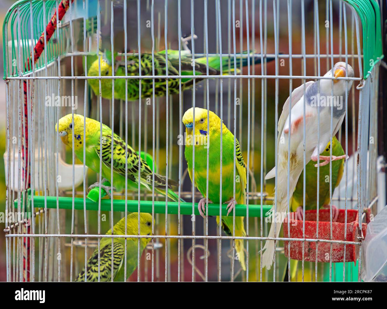 Colorful birds parrot pets in metal cage sold on a market Stock Photo ...
