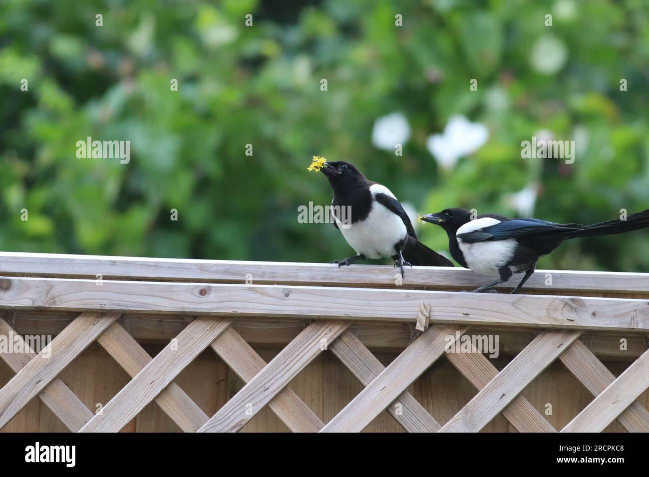 Magpies uk hi-res stock photography and images - Alamy