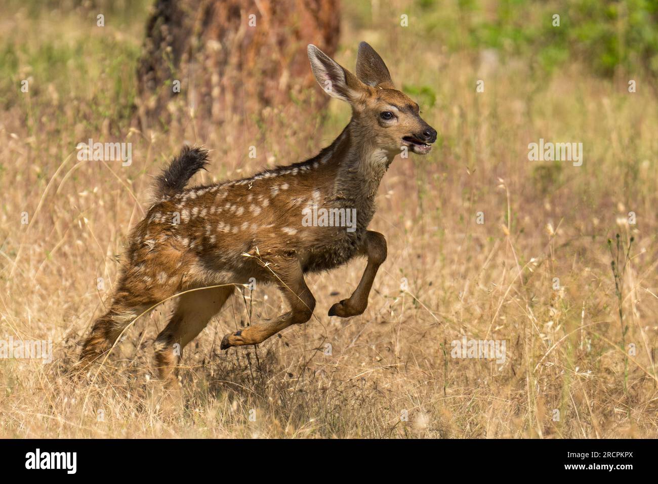 Fawn Running