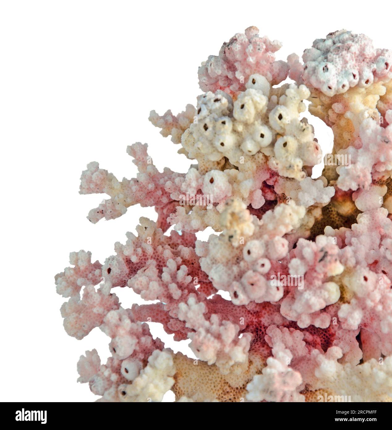 Coral isolated on white background Stock Photo - Alamy