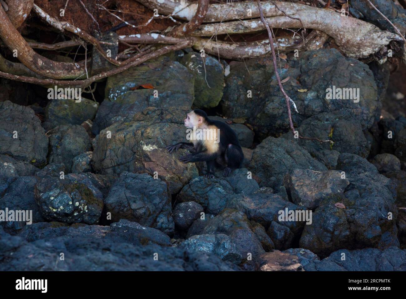 White-faced Capuchin, Cebus imitator, on a rock close to the coast at ...