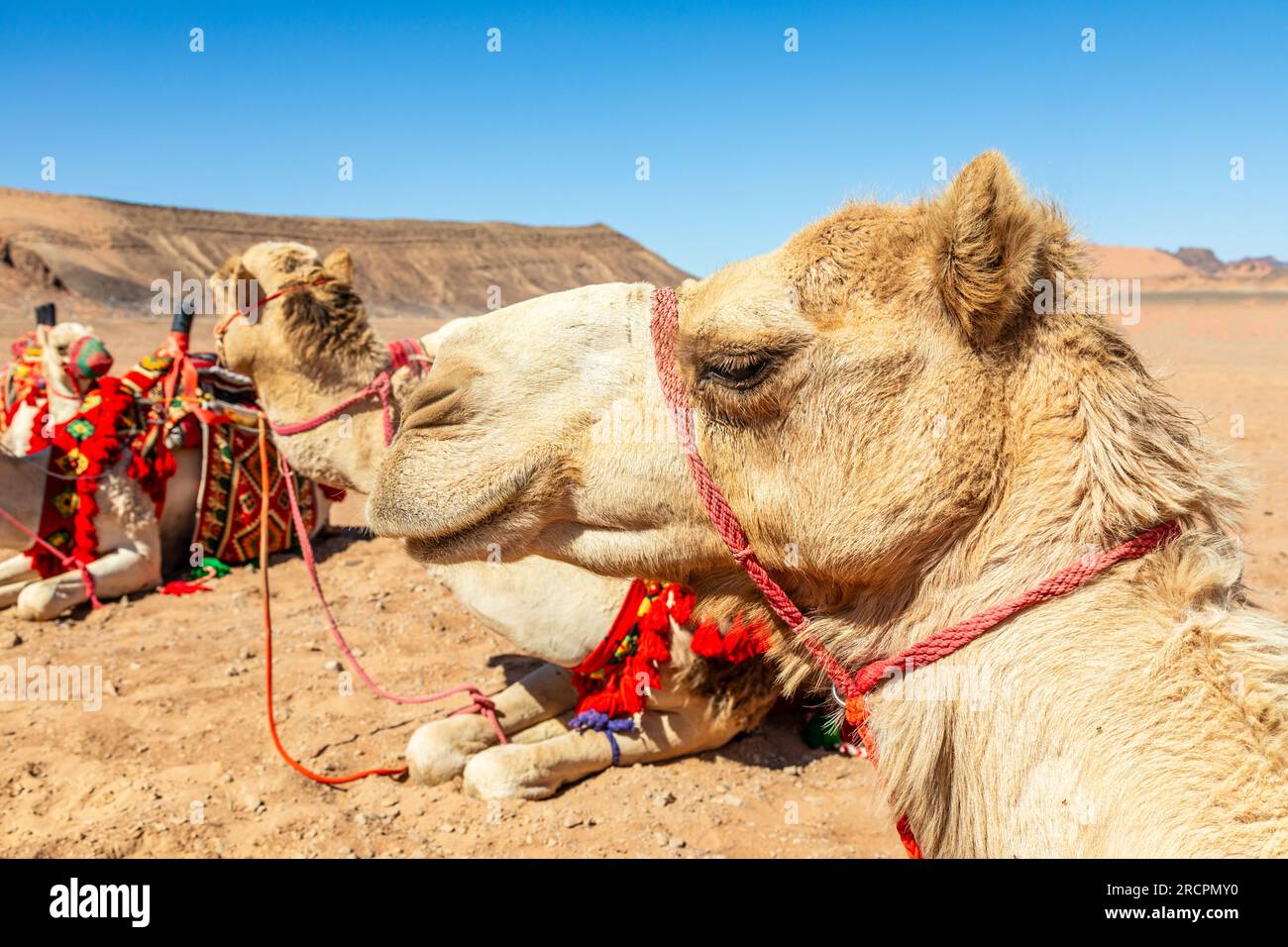 Saudi arabia desert camel hi-res stock photography and images - Alamy