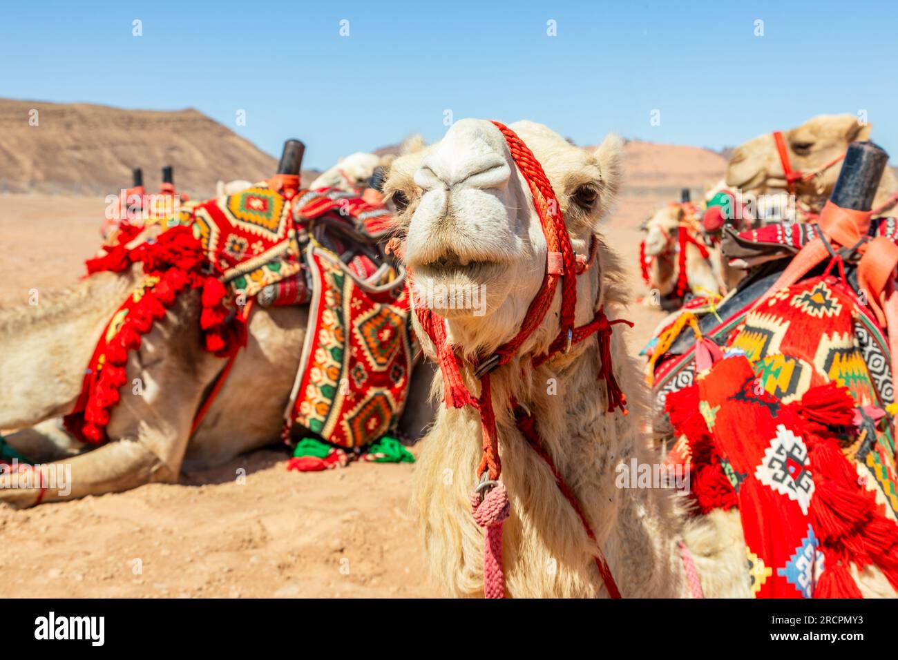 Saudi arabia desert camel hi-res stock photography and images - Alamy