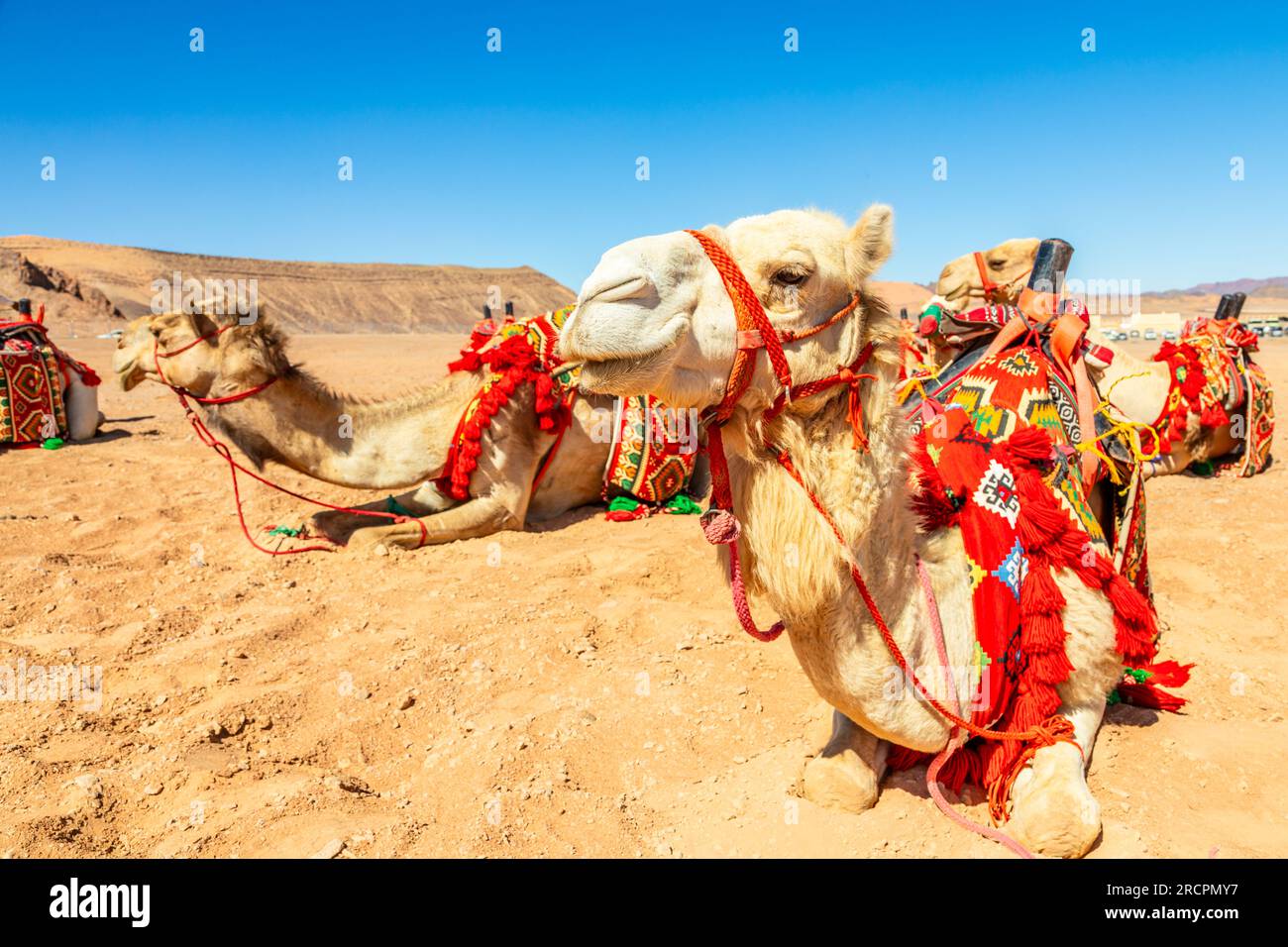 Harnessed cute riding camels caravan resting in the desert, Al Ula ...