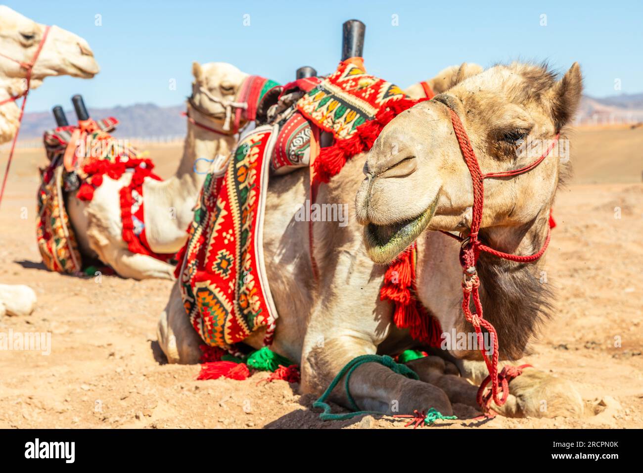 Saudi arabia desert camel hi-res stock photography and images - Alamy