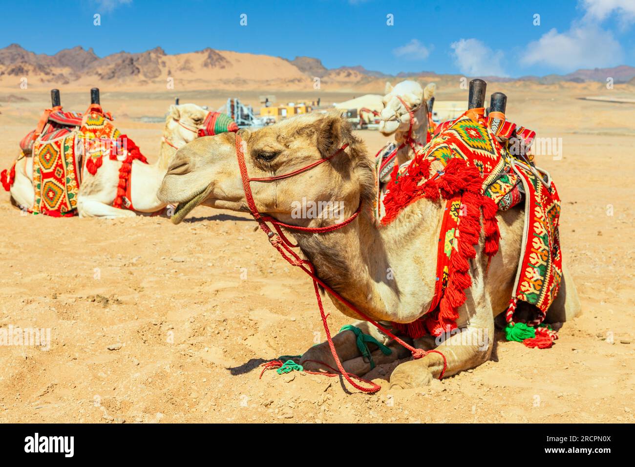 Saudi arabia desert camel hi-res stock photography and images - Alamy