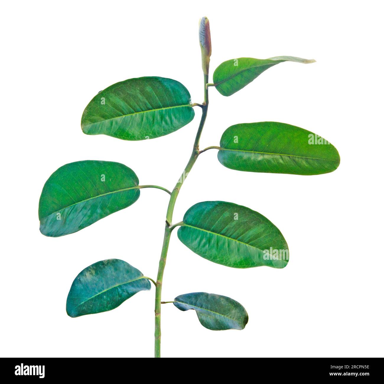 Sapling isolated on white background Stock Photo - Alamy