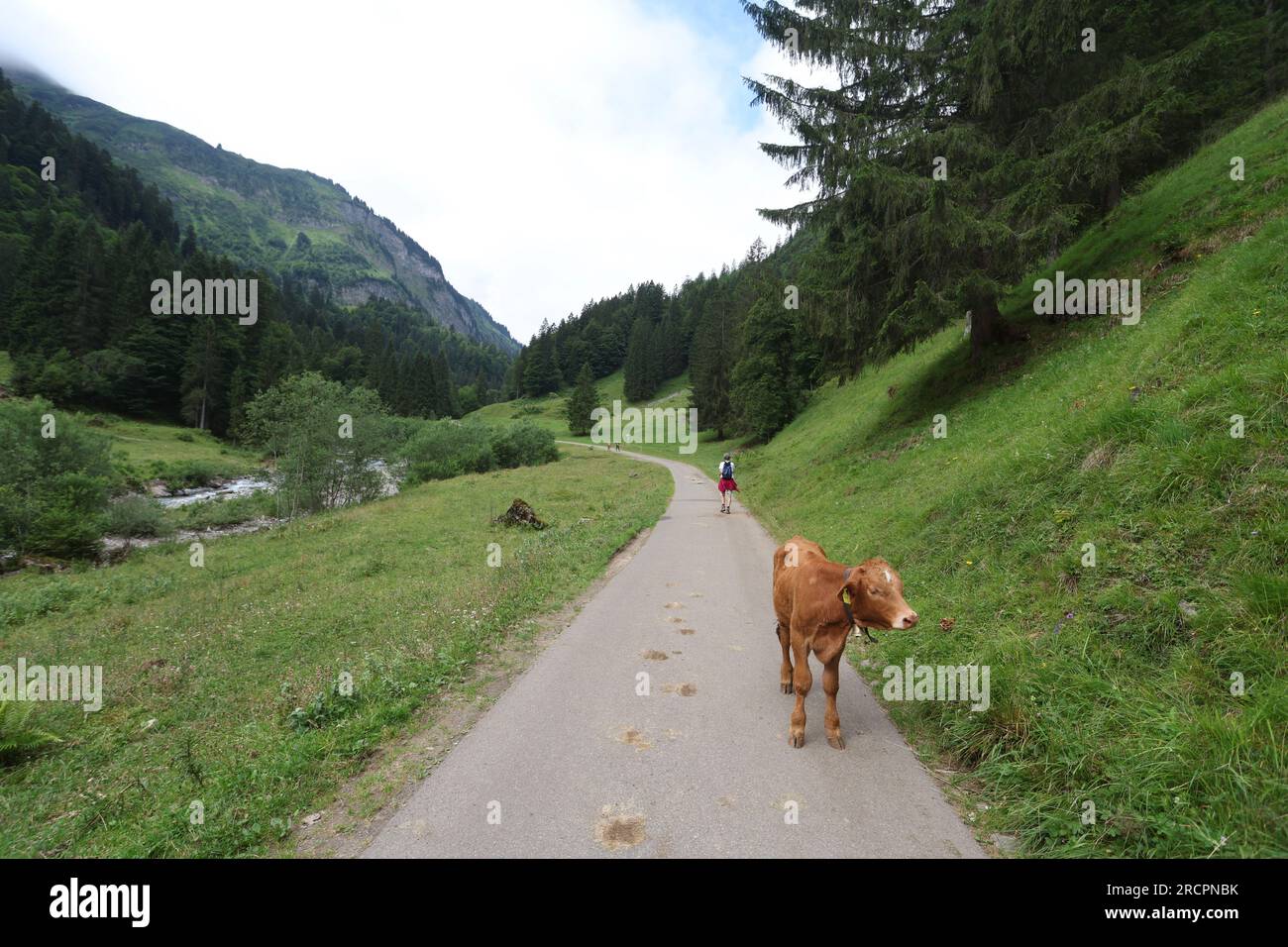 Oberstdorf, Germany. 16th July, 2023. A young cow walks along a hiking ...