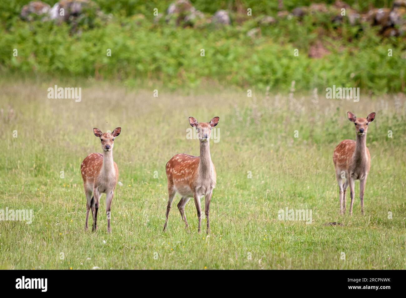 Red Deer Yearling