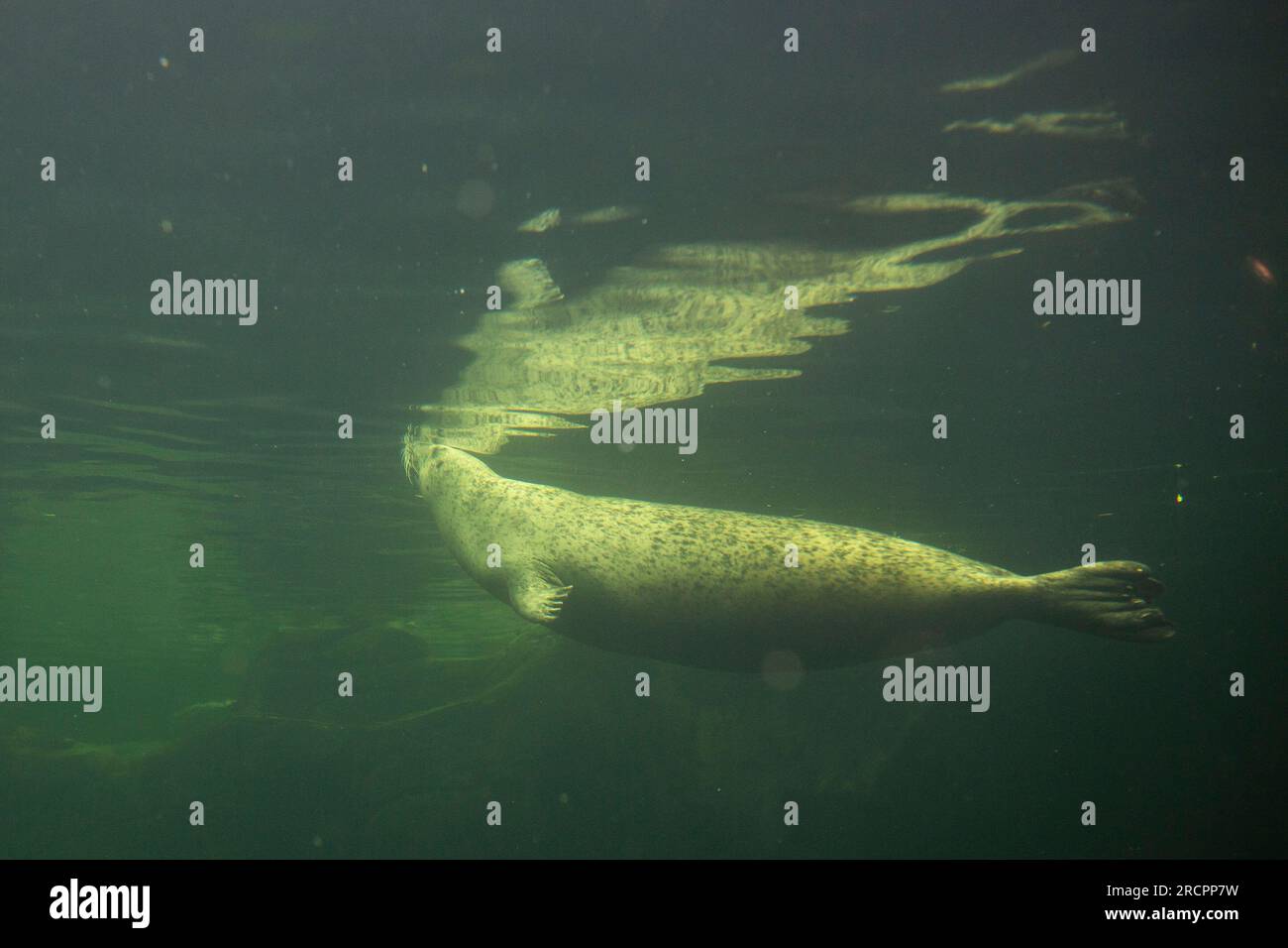 A seal is seen from below the water line pointing its nose out of the ...