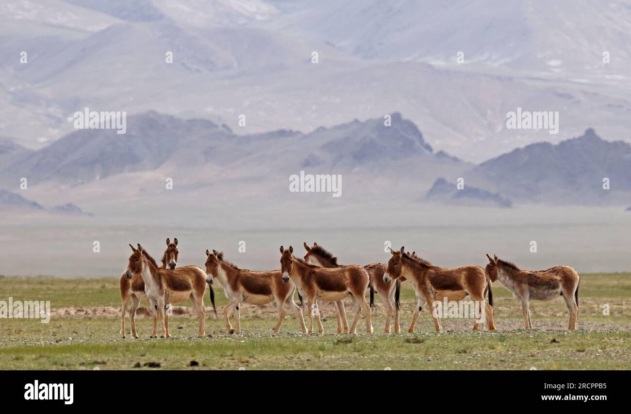 Altun Mountains. 5th July, 2023. This photo taken on July 5, 2023 shows ...