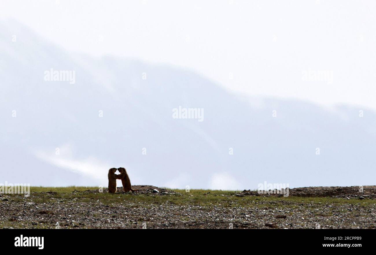 Altun Mountains. 6th July, 2023. This photo taken on July 6, 2023 shows ...