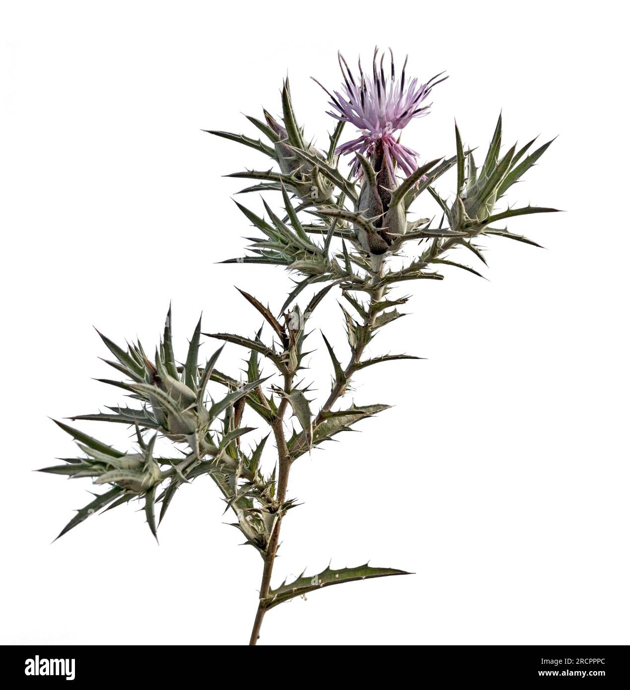 Wild flower isolated on white background Stock Photo - Alamy