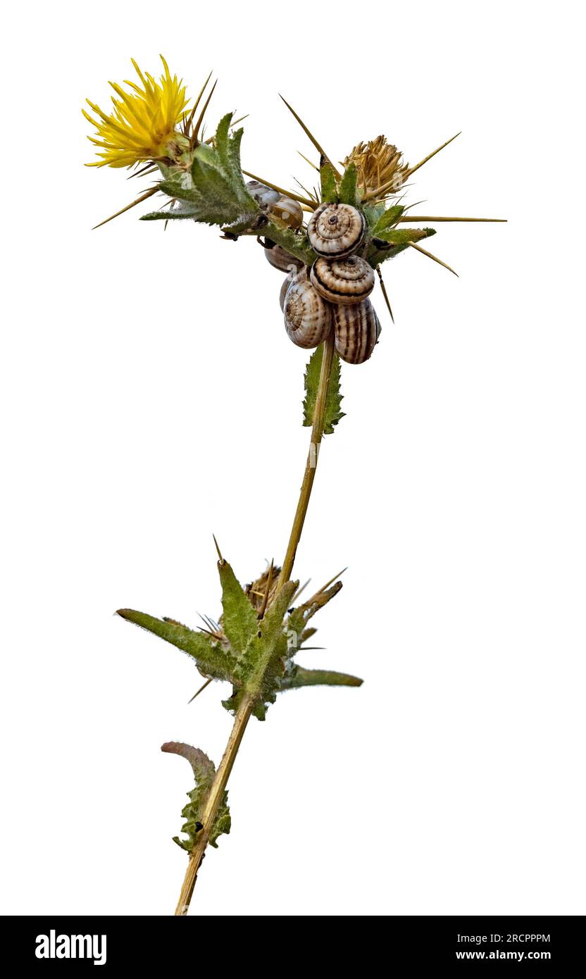 Wild flower isolated on white background Stock Photo - Alamy