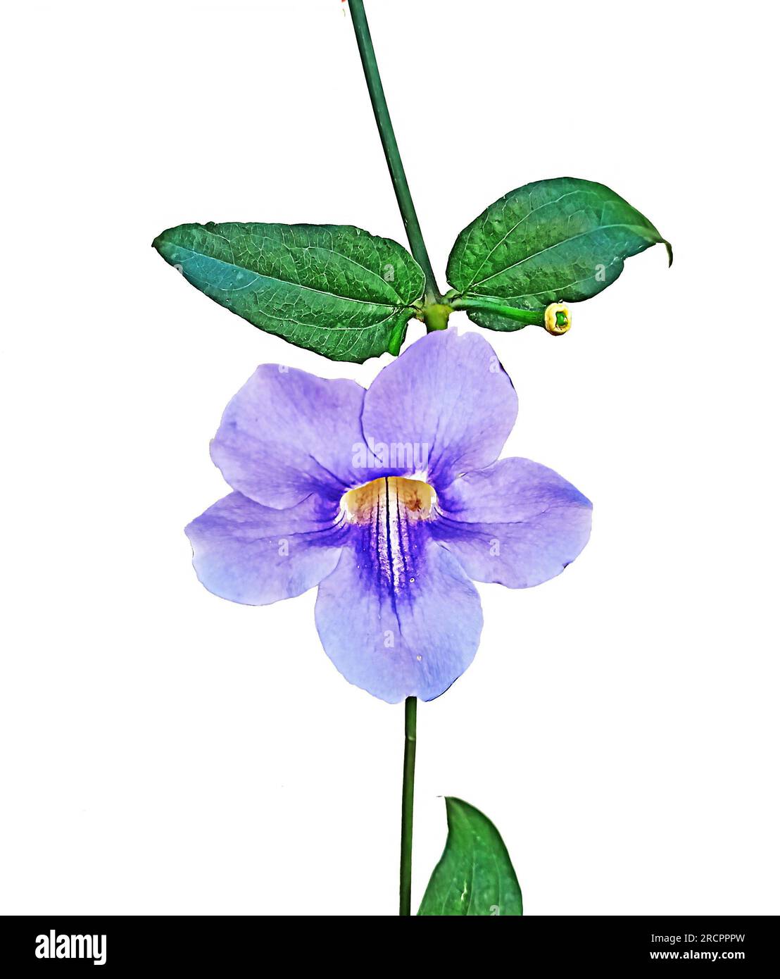 Wild flower isolated on white background Stock Photo - Alamy