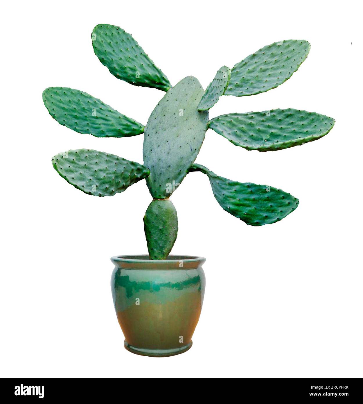 cactus isolated on white background Stock Photo - Alamy