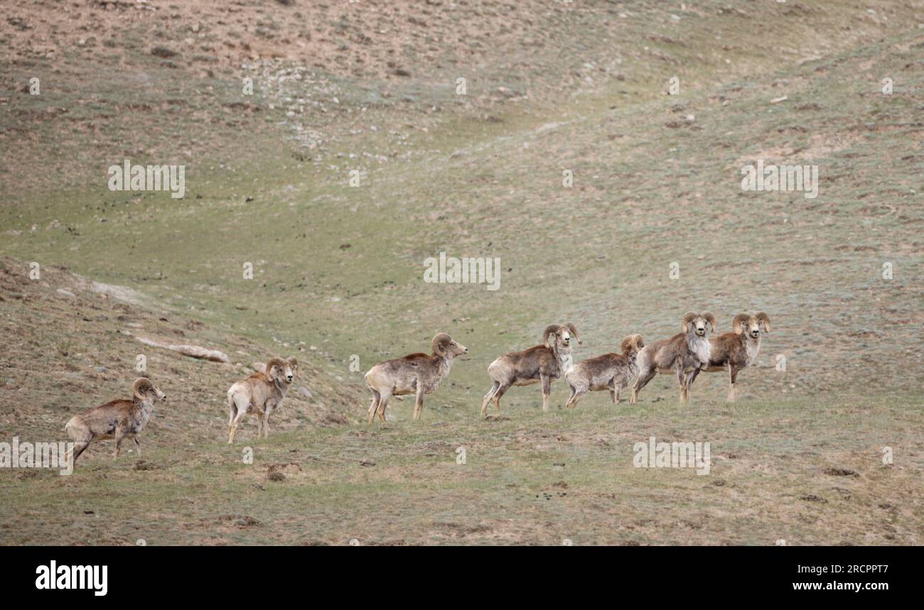 Altun Mountains. 30th June, 2023. This photo taken on June 30, 2023 ...