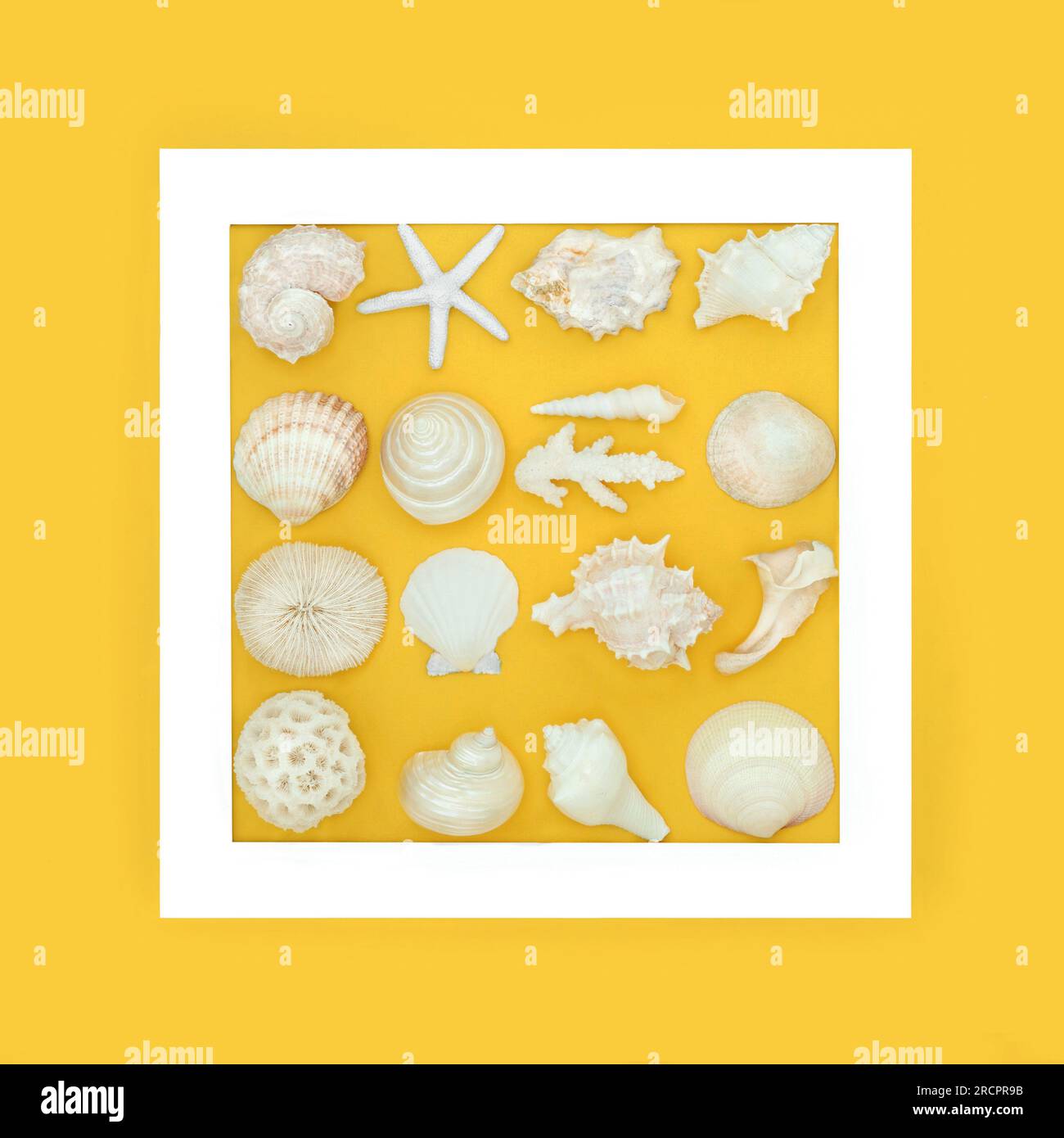 Seashell collection border with assorted shells on yellow background ...