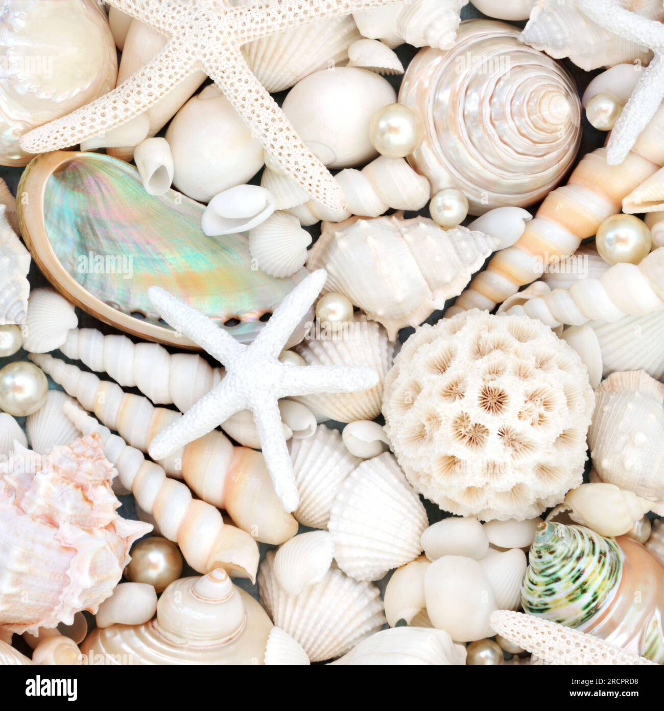 Pearl and seashell decorative abstract background. Natural nature sea ...