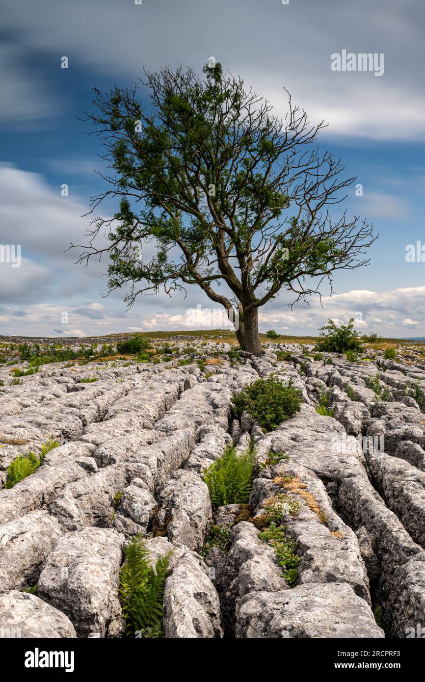 Lone trees bent by wind on limestone pavement North Yorkshire Dales ...