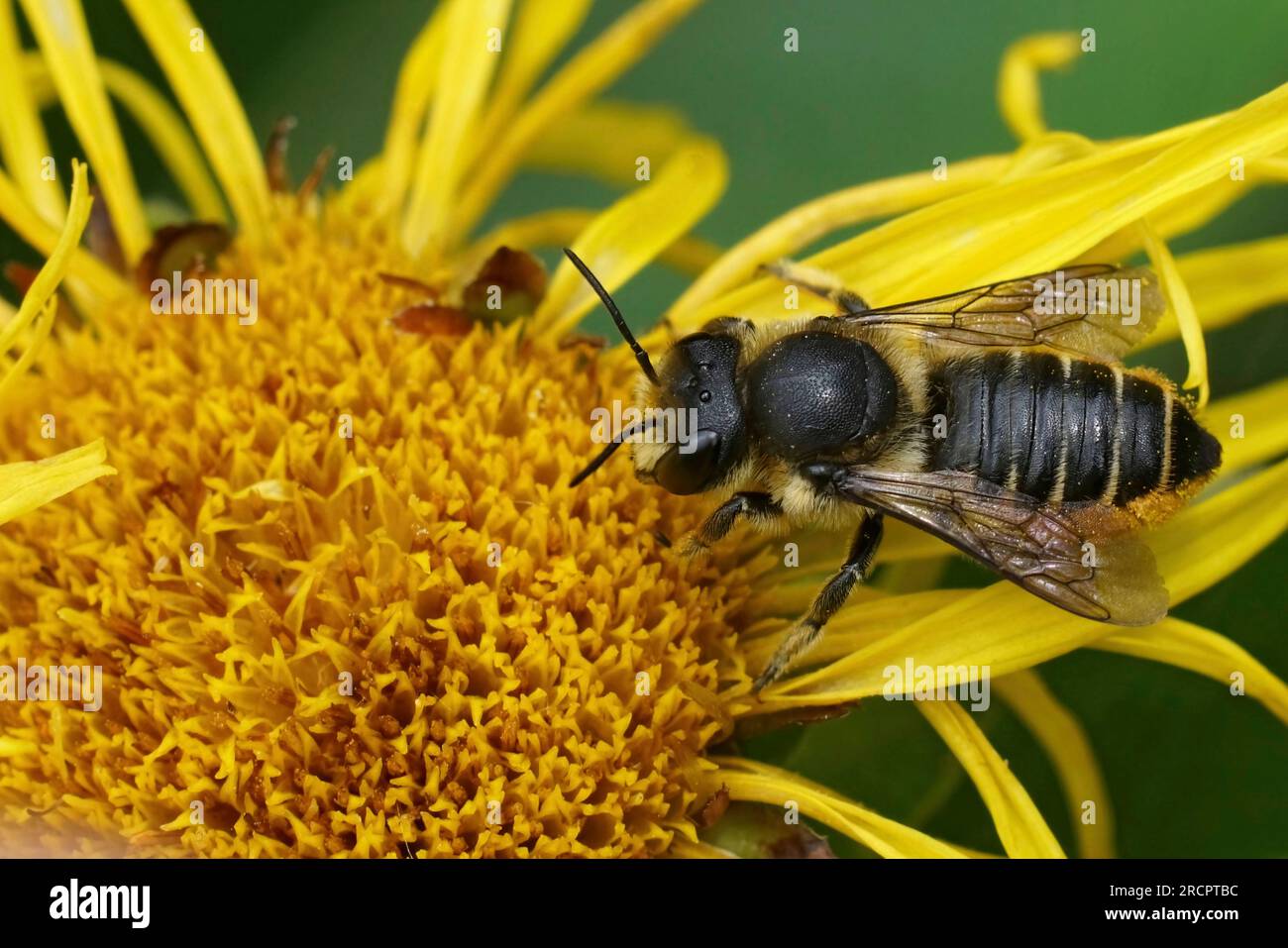 Natural closeup on a female Patchwork leafcutter solitary bee ...