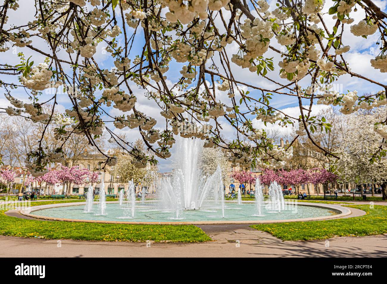 La place Wilson à Dijon aux couleurs du printemps et ses cerisiers ...