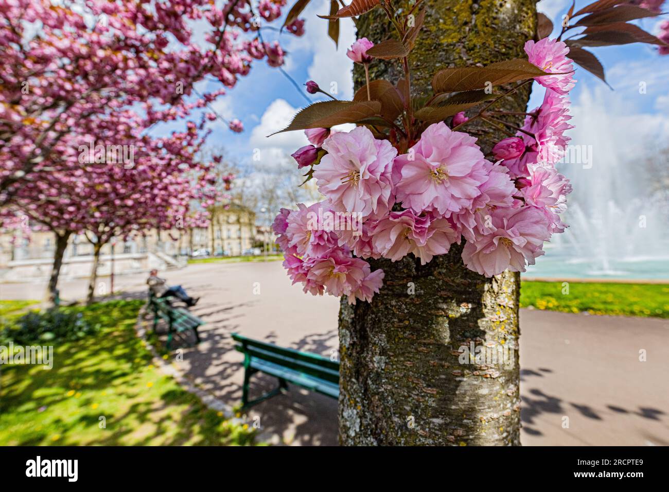 La place Wilson à Dijon aux couleurs du printemps et ses cerisiers ...