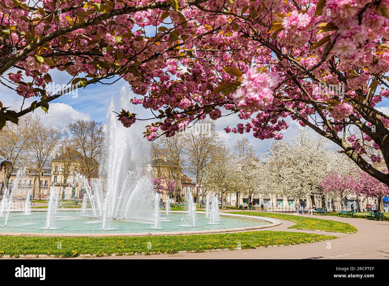 La place Wilson à Dijon aux couleurs du printemps et ses cerisiers ...