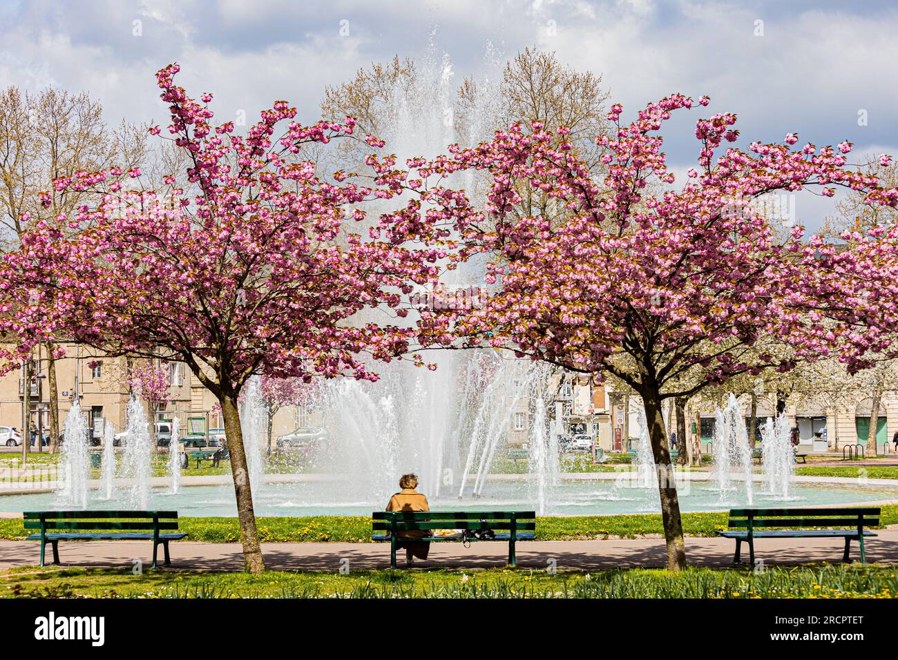 La place Wilson à Dijon aux couleurs du printemps et ses cerisiers ...