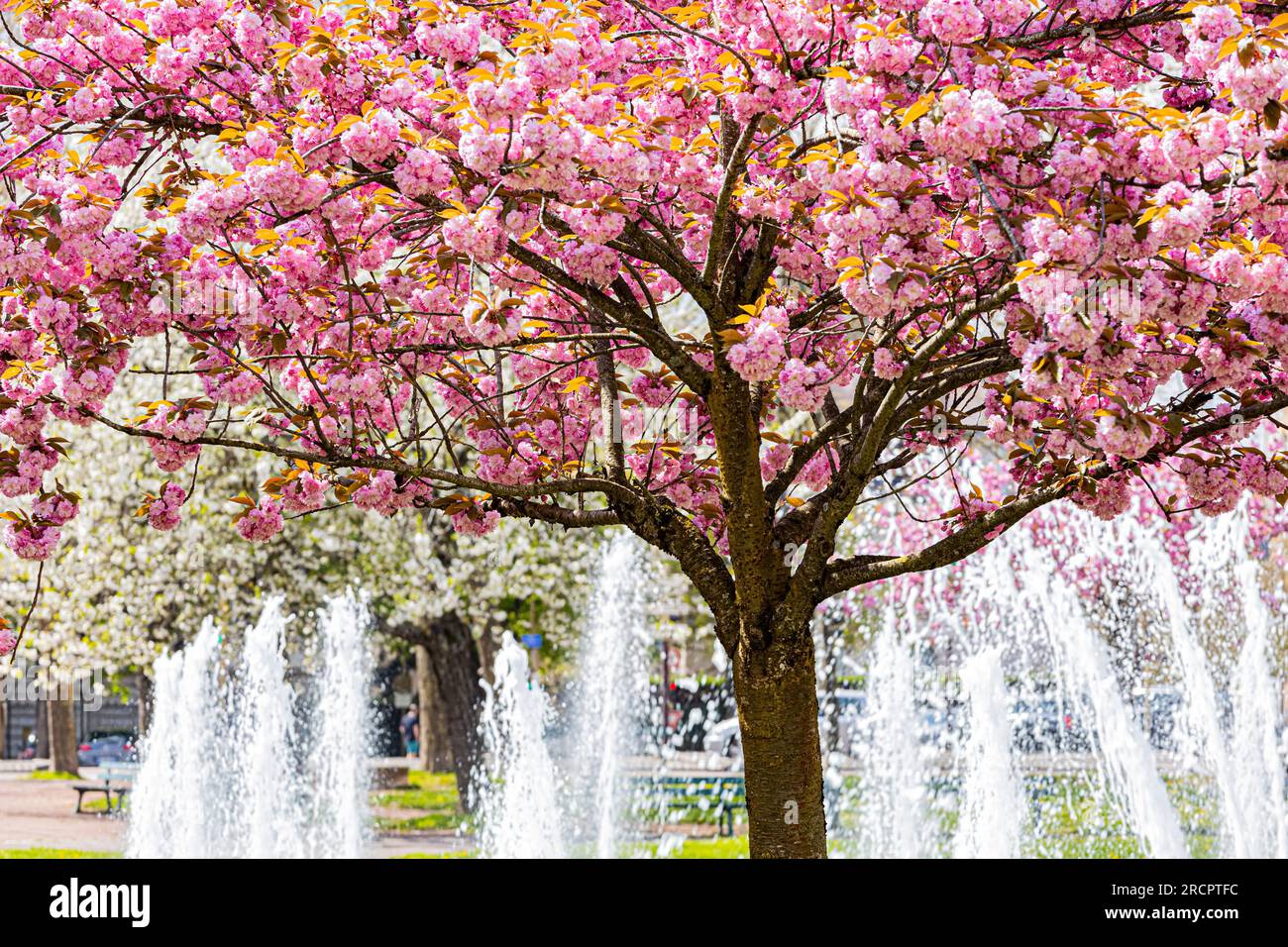 La place Wilson à Dijon aux couleurs du printemps et ses cerisiers ...