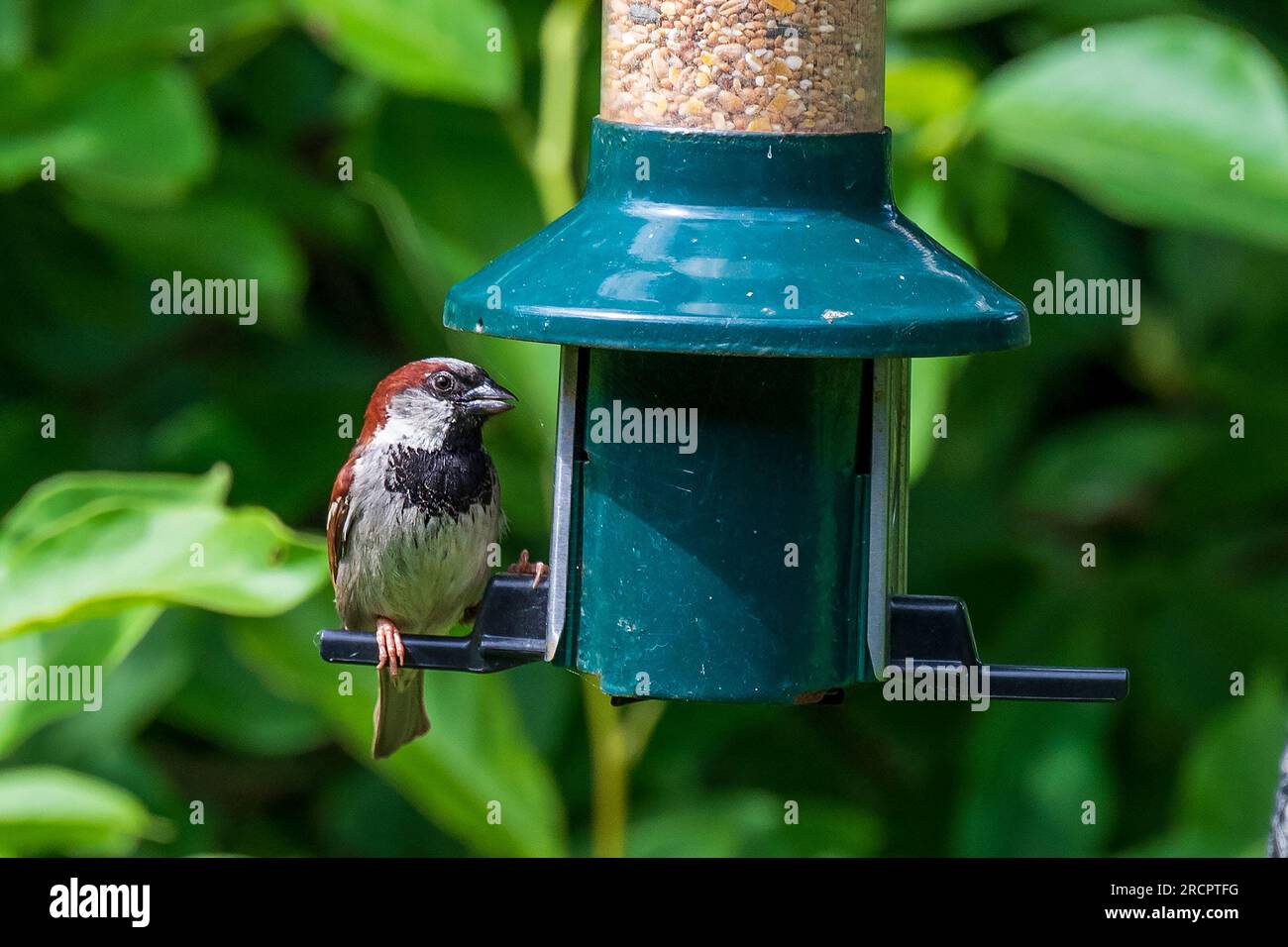 Common hedge sparrow sitting on a birdfeeder Stock Photo - Alamy