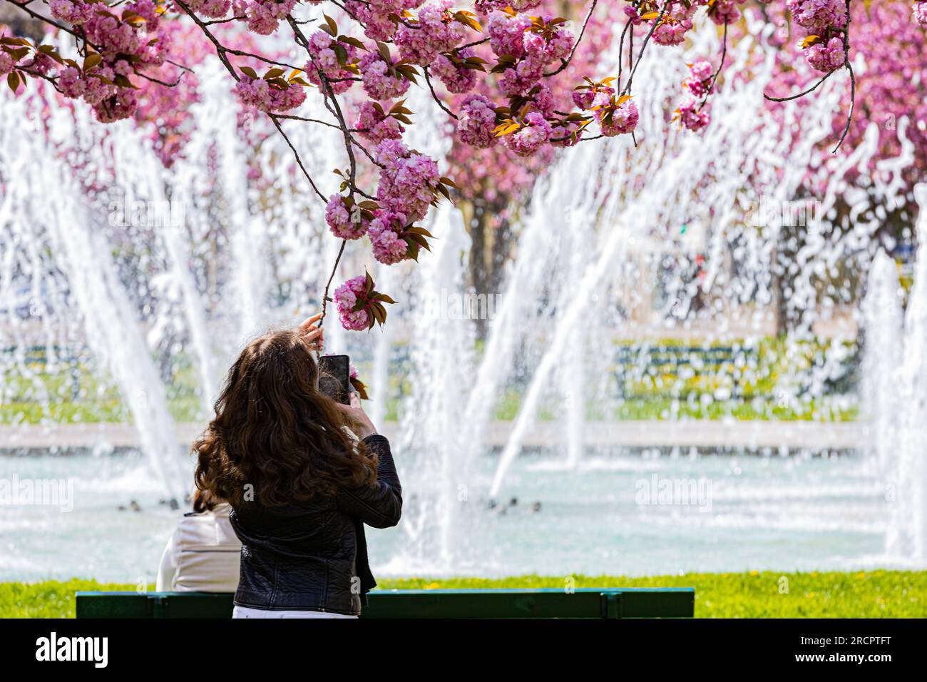 La place Wilson à Dijon aux couleurs du printemps et ses cerisiers ...