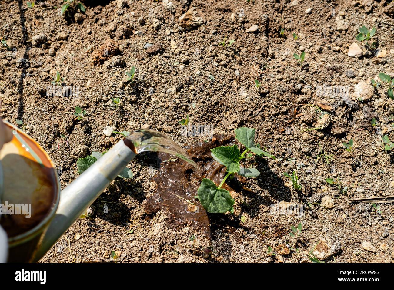 Watering cucumber sprout from can hi-res stock photography and images ...
