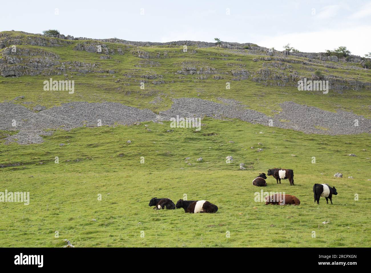 Ingleton yorkshire cows hi-res stock photography and images - Alamy