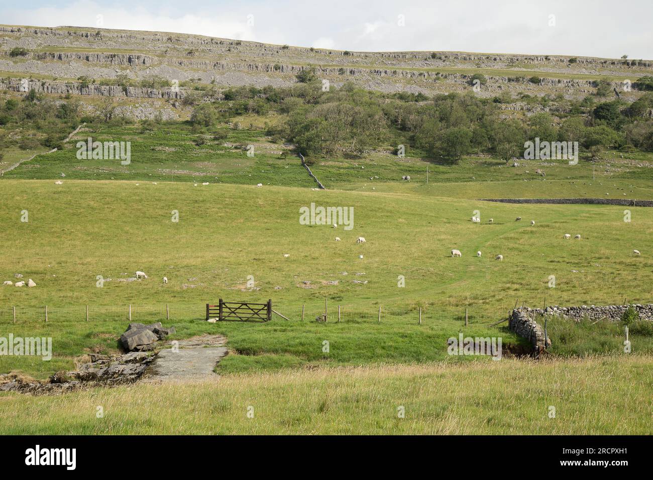 Ingleton yorkshire sheep hi-res stock photography and images - Alamy