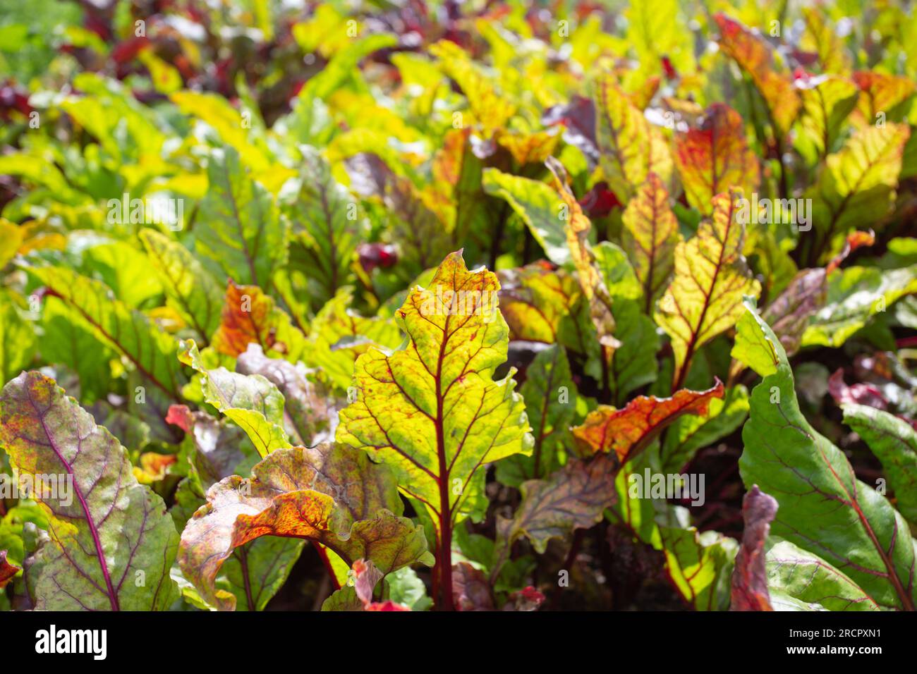 Close-up of Beetroot crops / Beta vulgaris, 'Red Ace' variety Stock ...