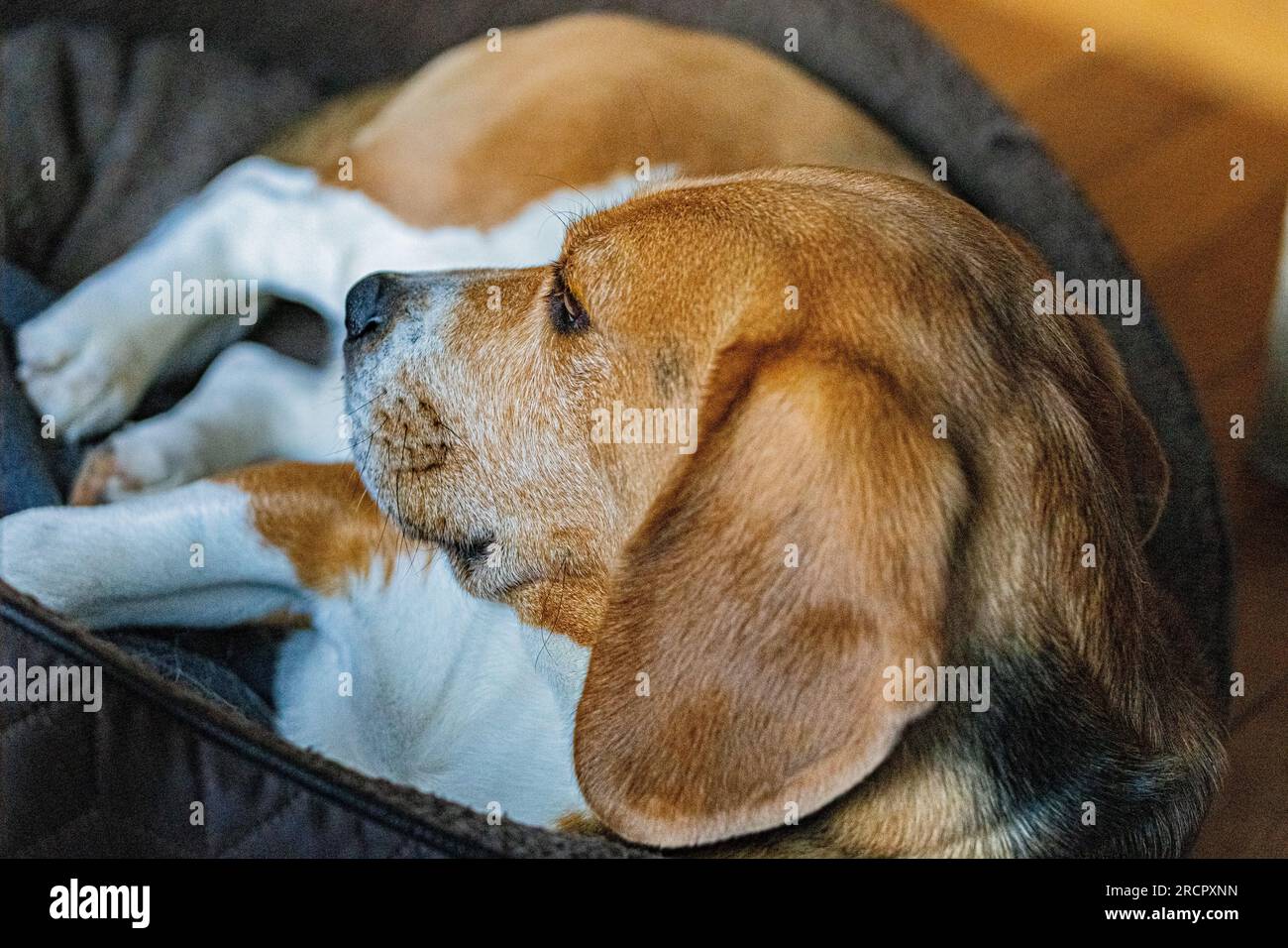 Chien de race Beagle, confortablement installé dans son panier Stock ...