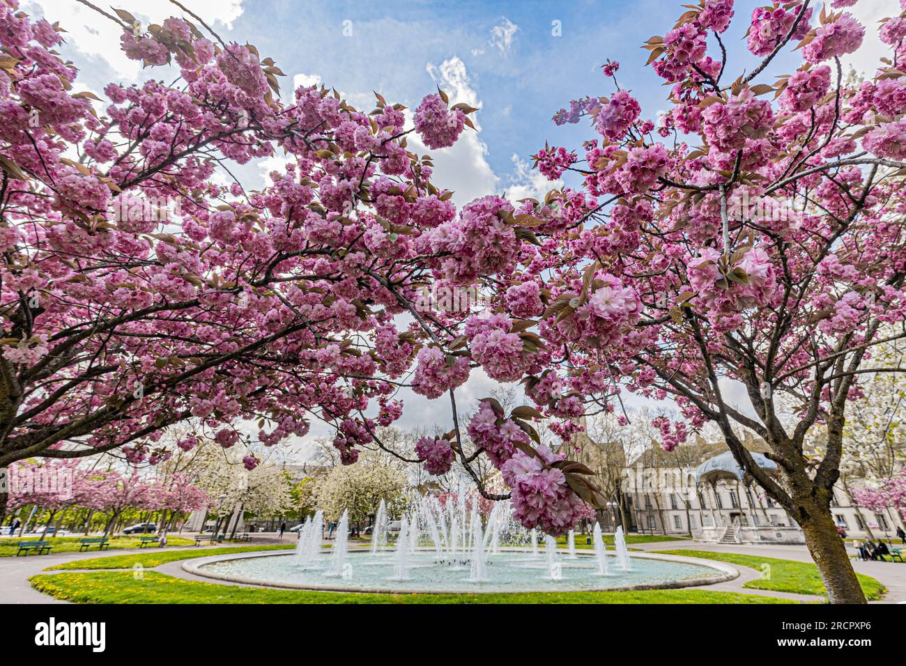 La place Wilson à Dijon aux couleurs du printemps et ses cerisiers ...