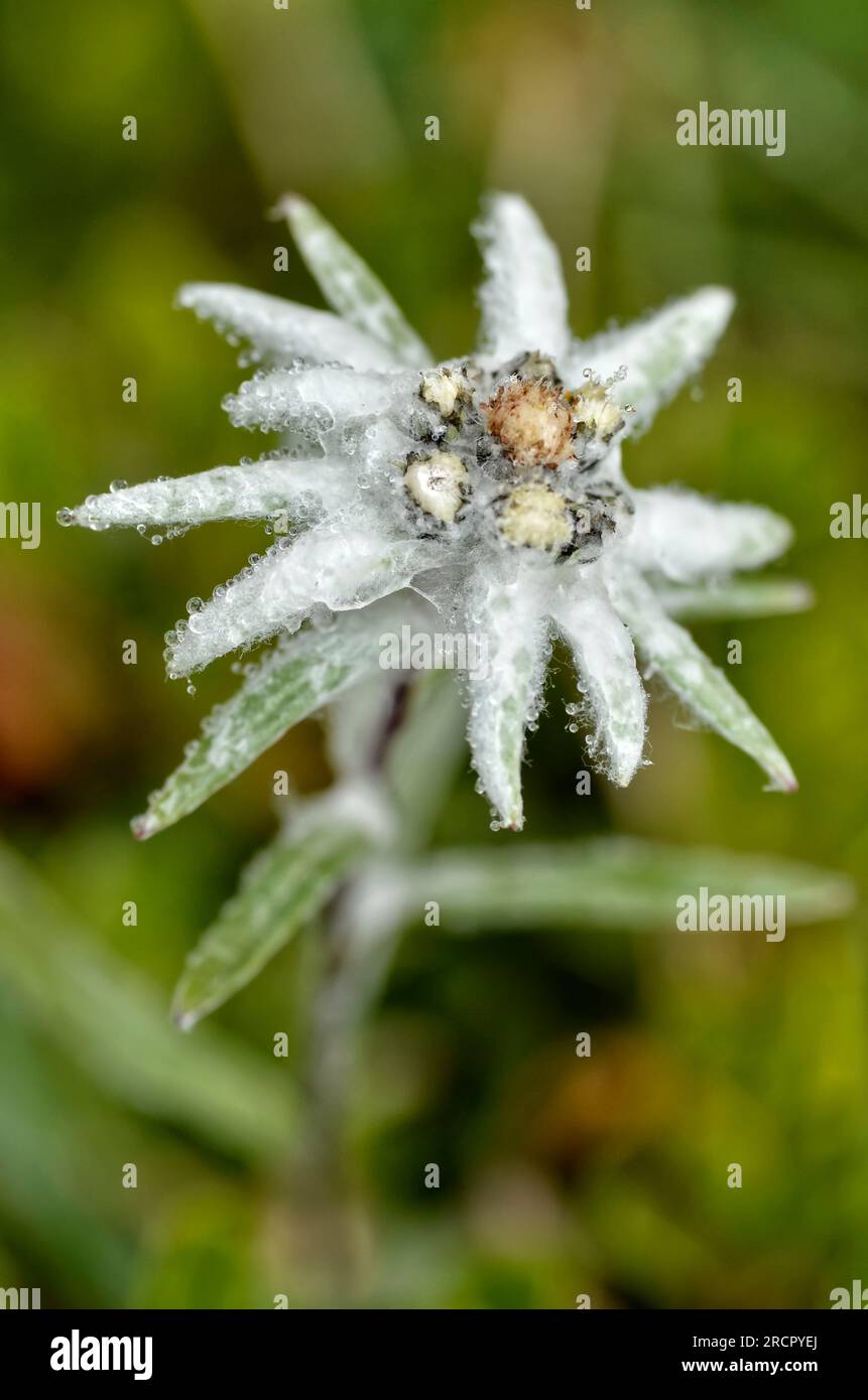 Closeup of single edelweiss flower (Leontopodium alpinum) in french ...