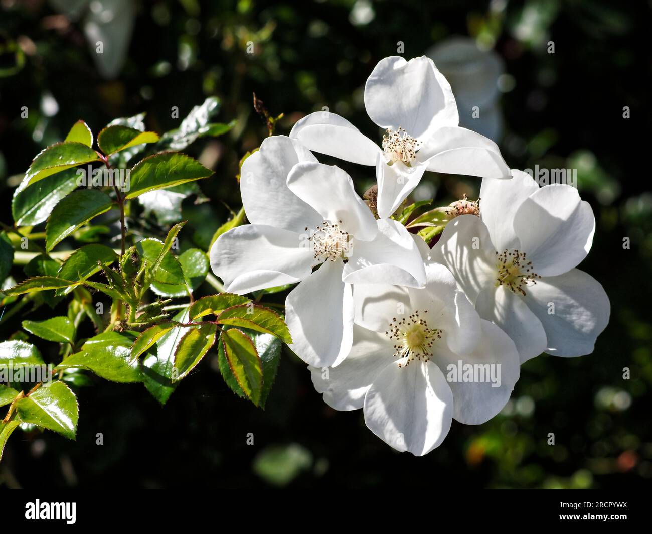 Primary nature hi-res stock photography and images - Alamy