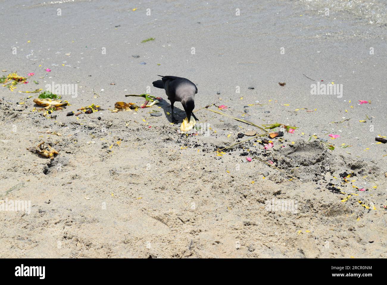 Ships waiting for their captains and the hungry crow eating the banana ...