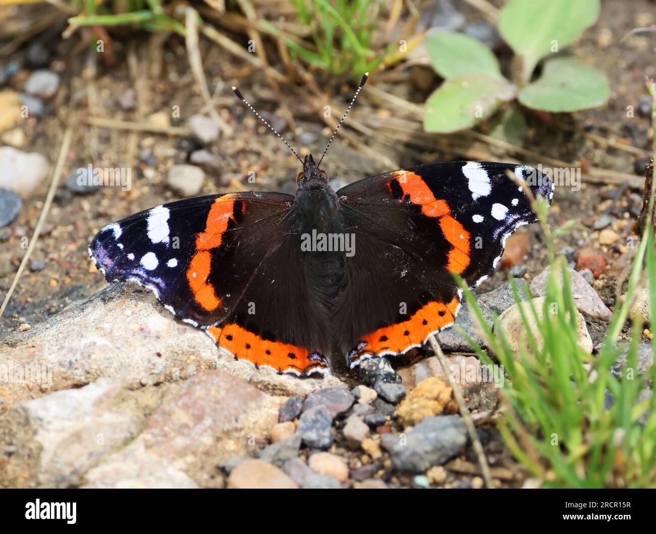 Red admiral uk hi-res stock photography and images - Alamy