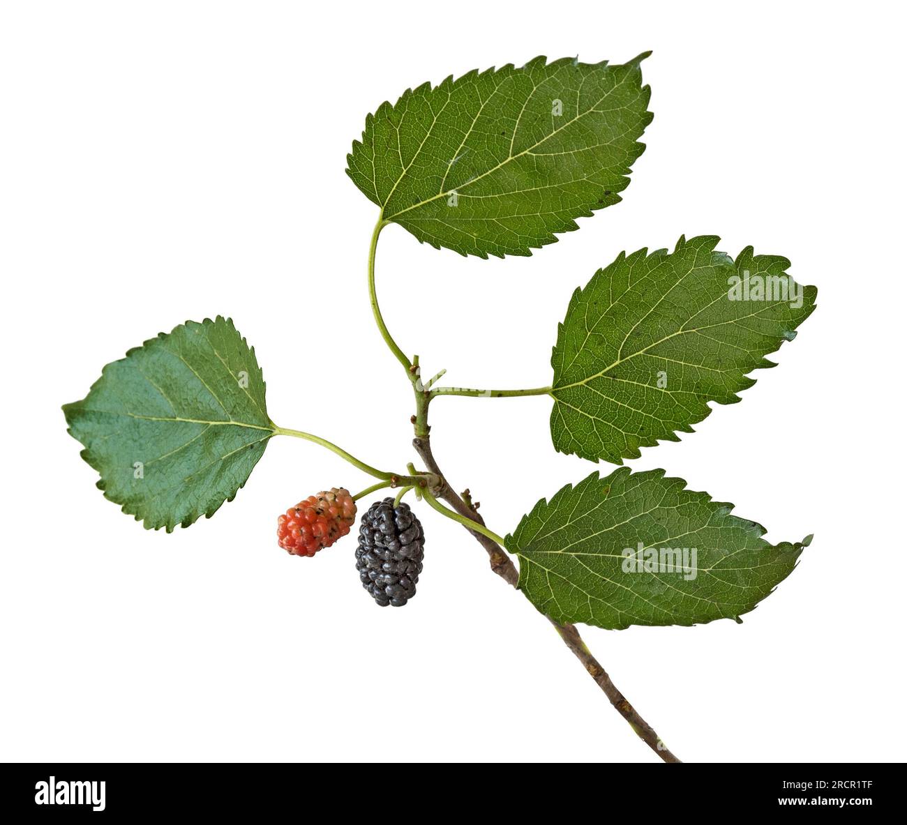 Black mulberry fruit morus nigra Cut Out Stock Images & Pictures - Alamy