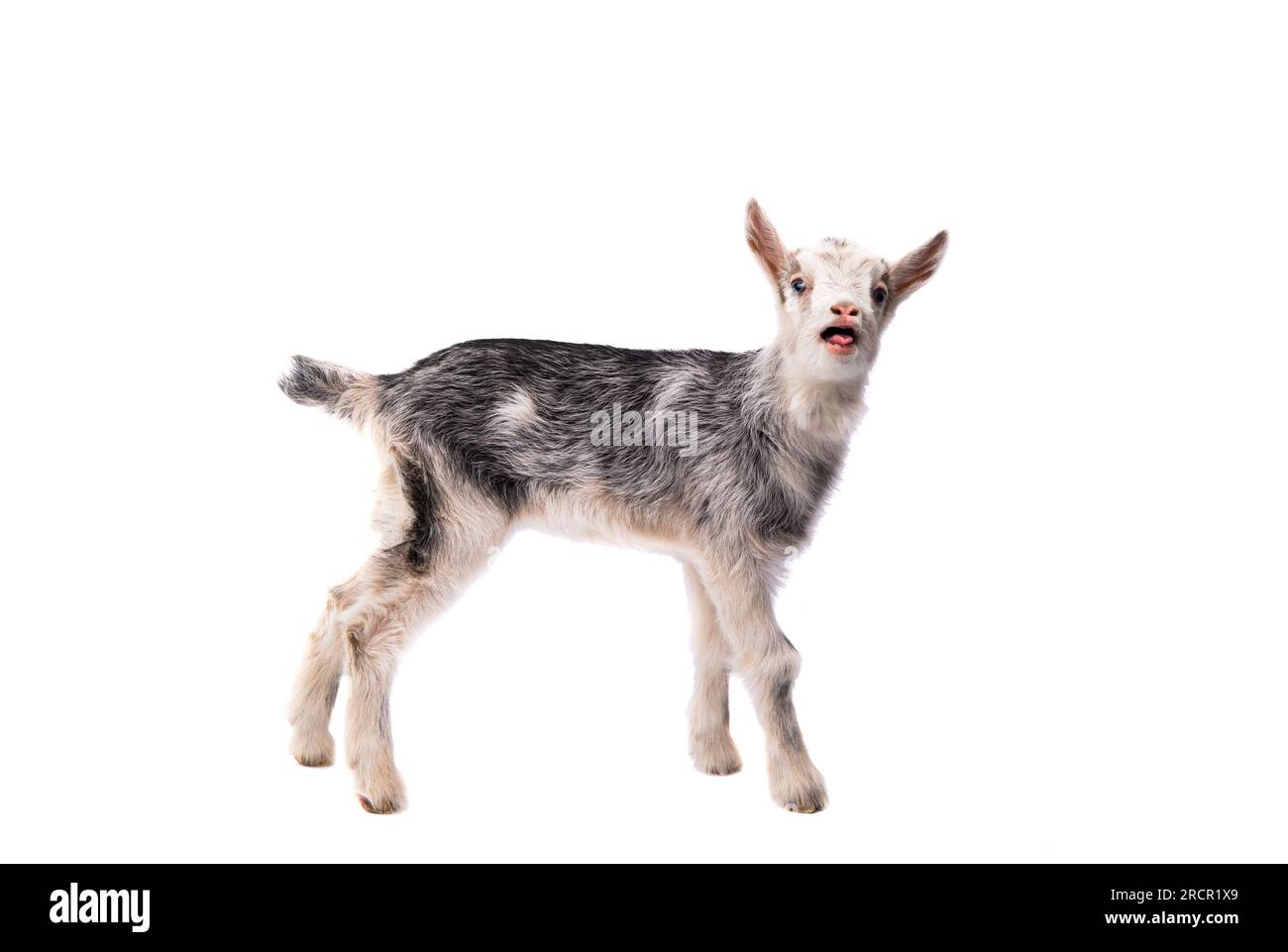goatling isolated on white background Stock Photo - Alamy