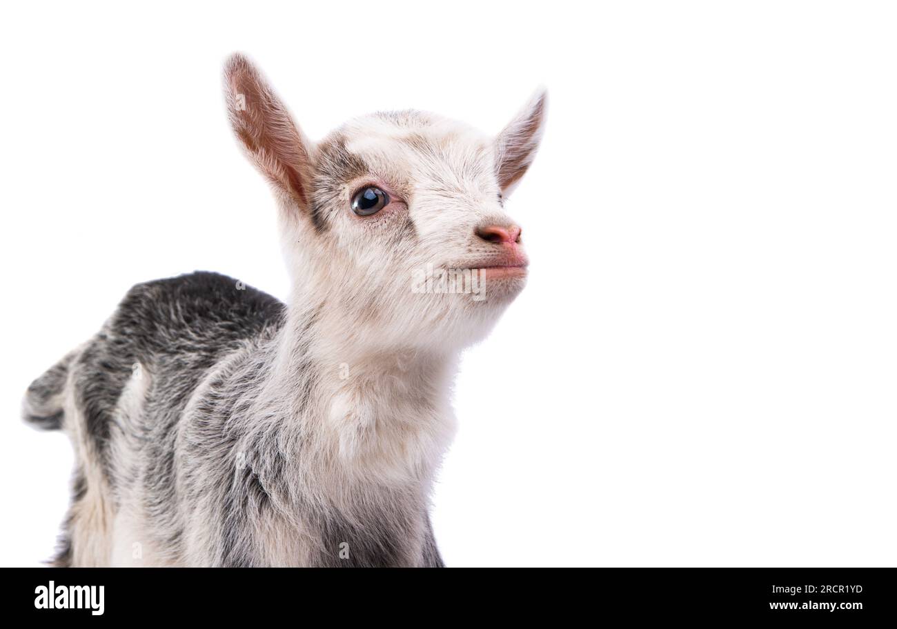 goatling isolated on white background Stock Photo - Alamy