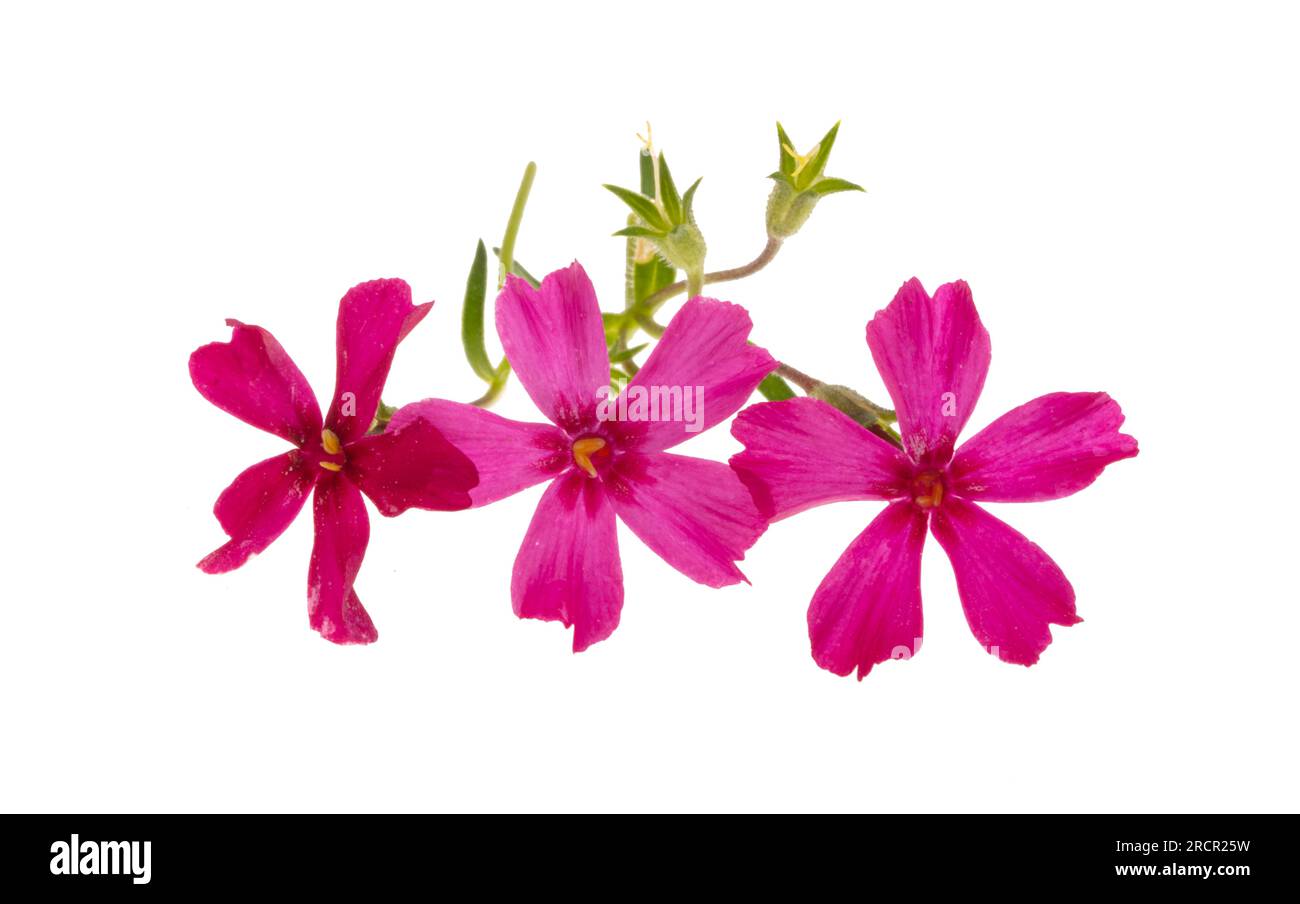 Phlox subulate isolated on white background Stock Photo - Alamy