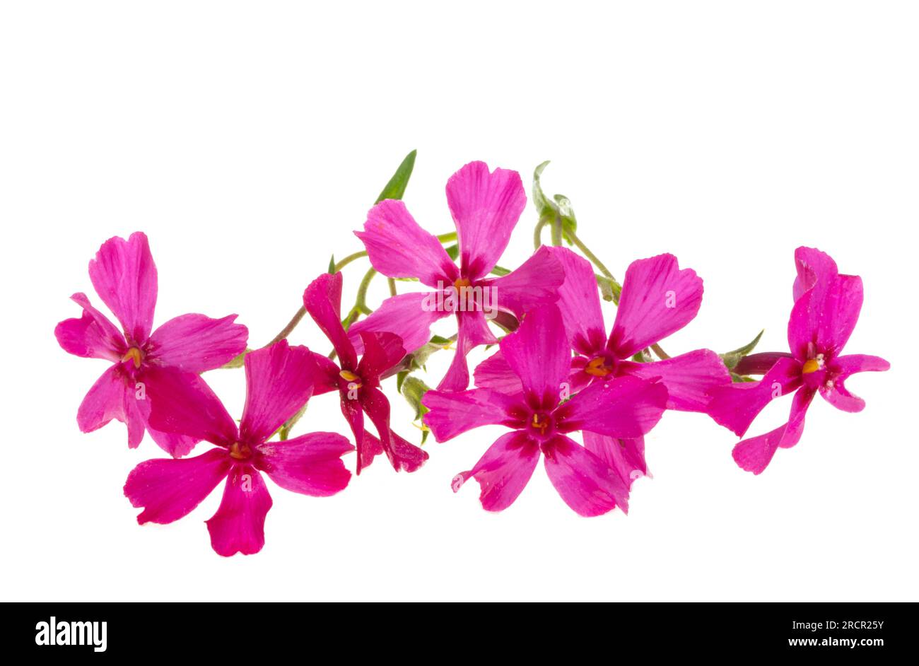 Phlox subulate isolated on white background Stock Photo - Alamy