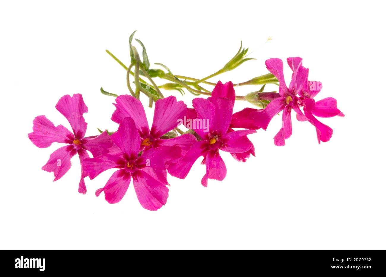 Phlox subulate isolated on white background Stock Photo - Alamy