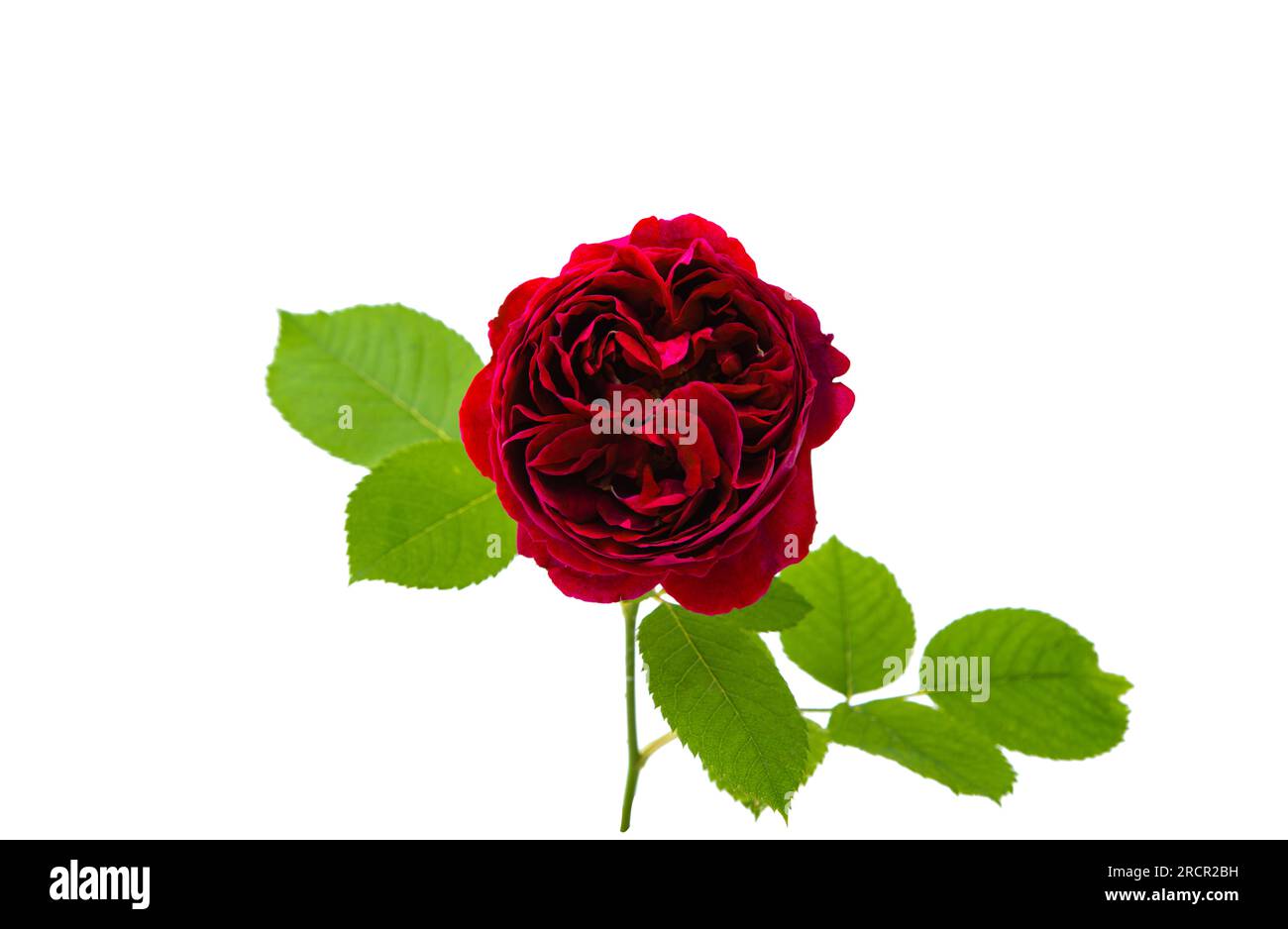 red rose isolated on white background Stock Photo - Alamy